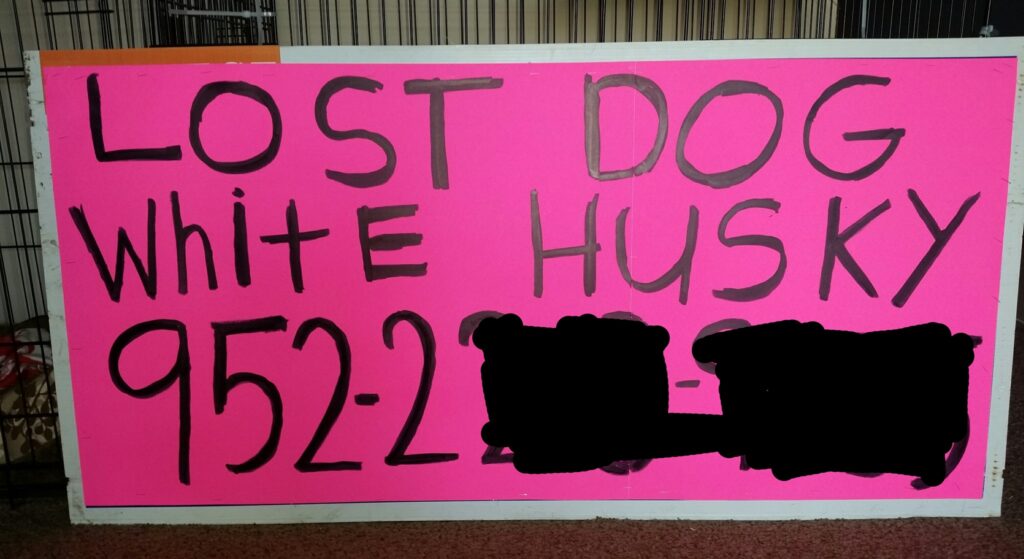 Lost Dog First Steps to Find your Dog